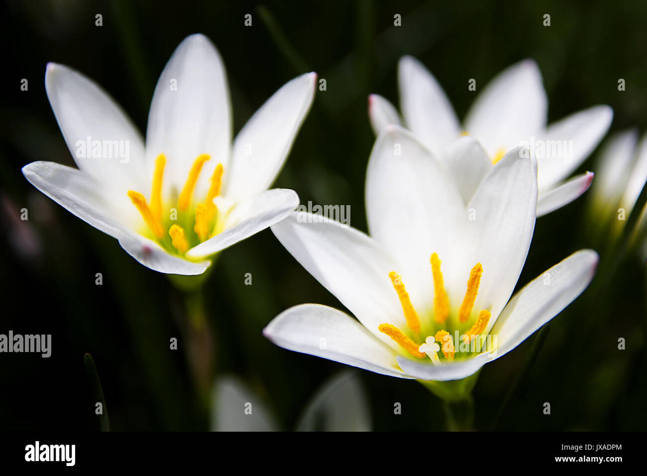 Pure white lily hi-res stock photography and images - Alamy