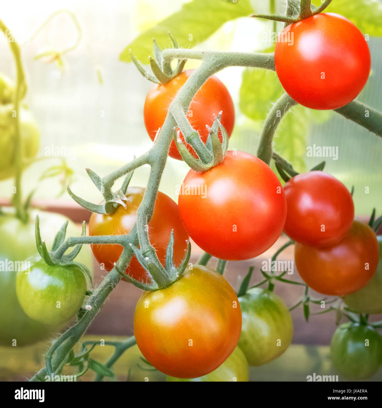 Ready to pick tomato hi-res stock photography and images - Alamy