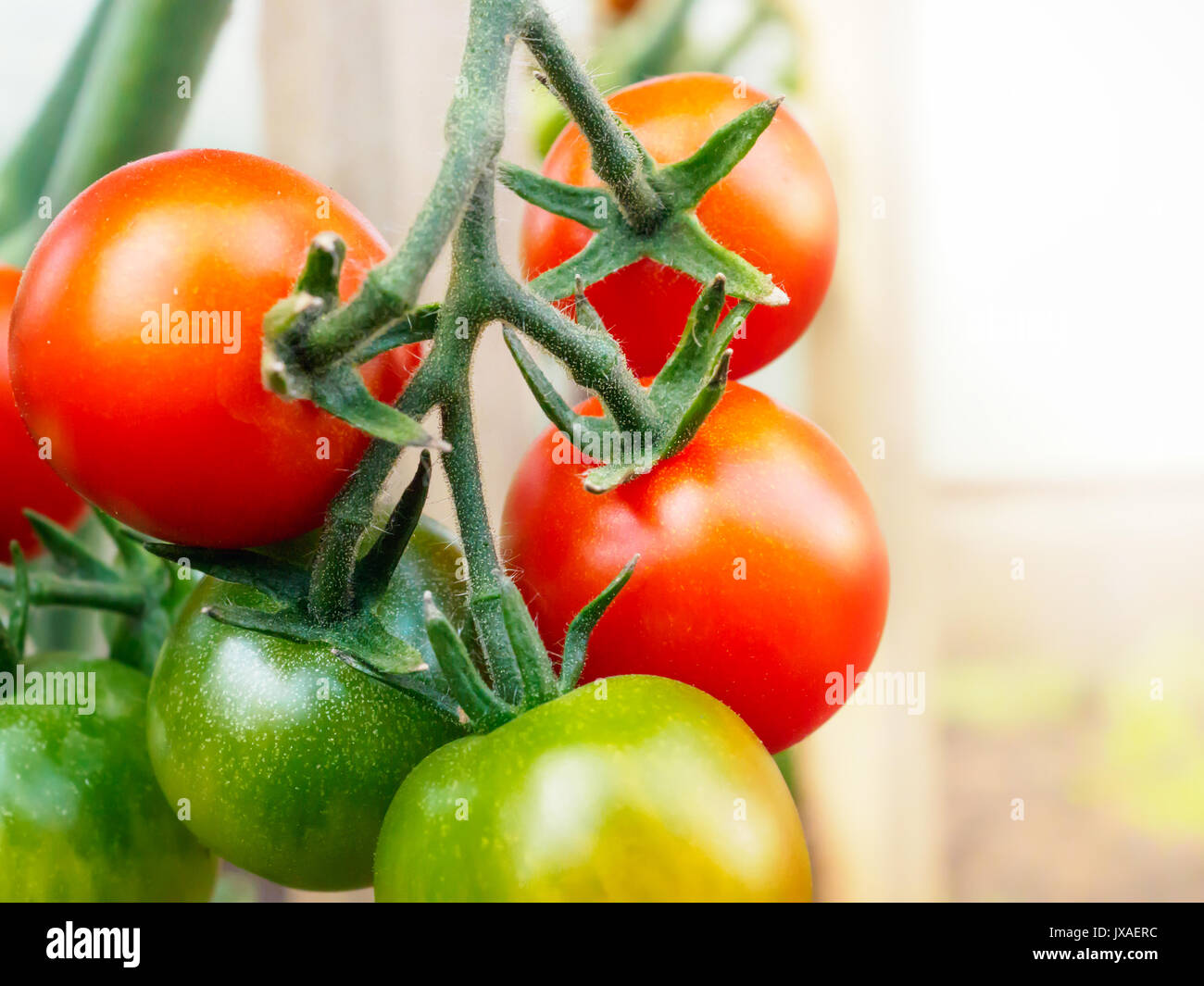 Pick when ripe hi-res stock photography and images - Alamy