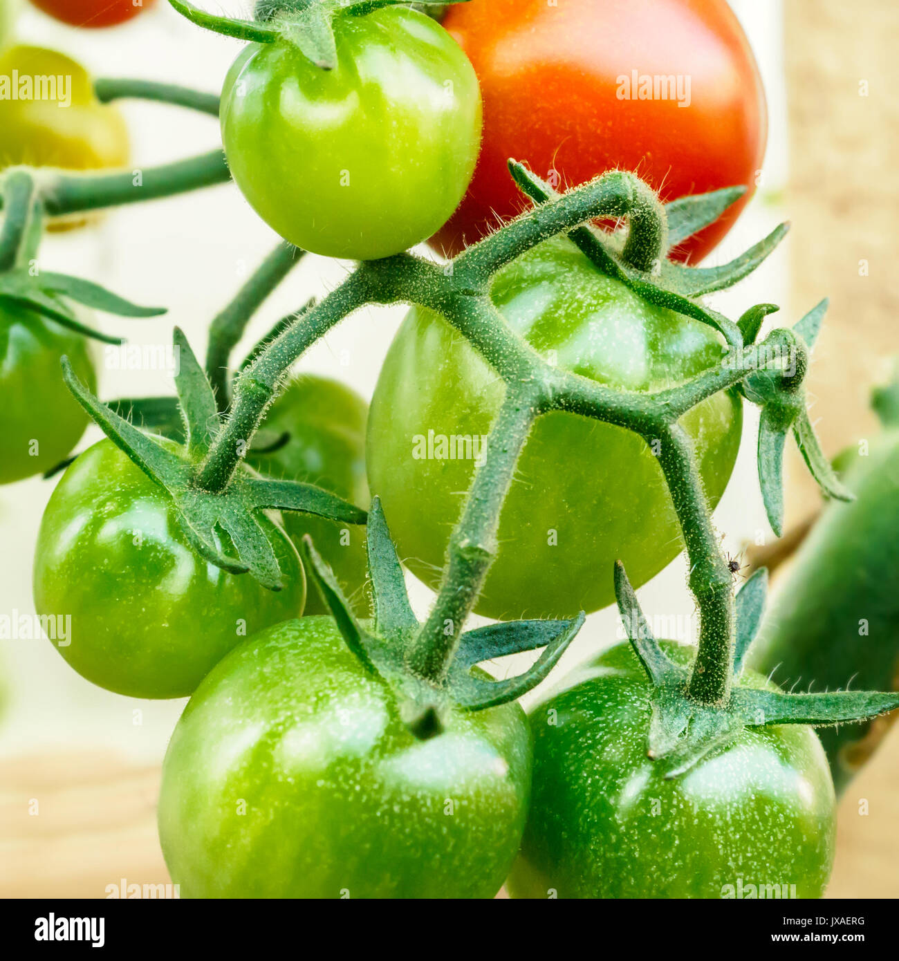 Ripe tomato cherry ready to pick, farm of tasty red tomatoes Stock ...