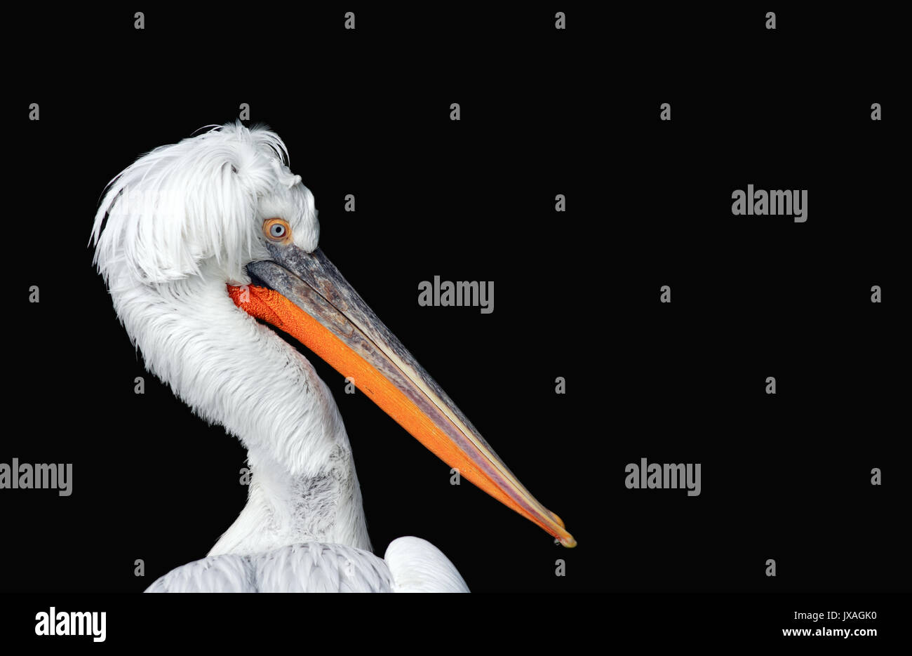 Nice pelican portrait on black background with free space for your text ...
