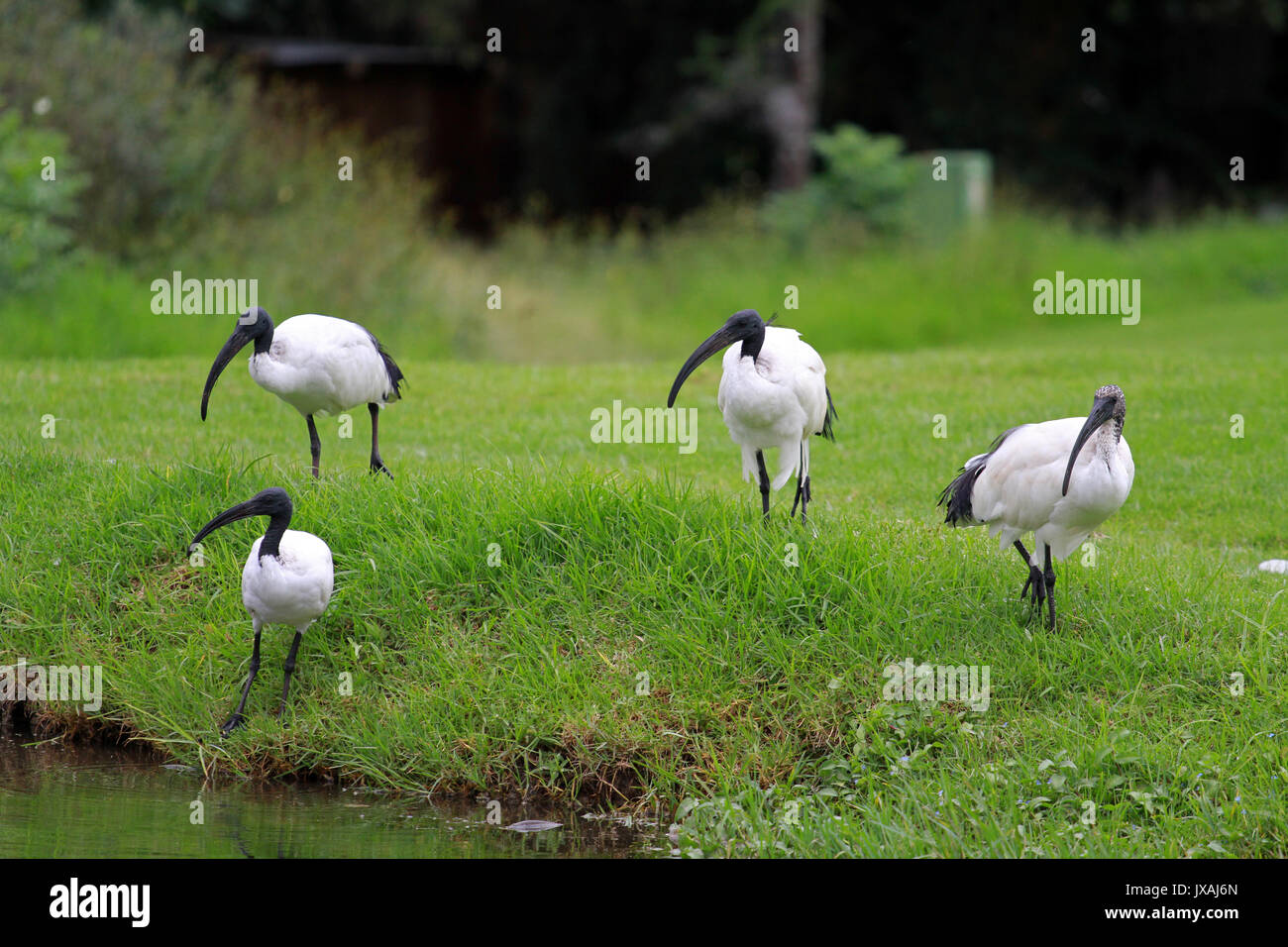African ibis hi-res stock photography and images - Alamy