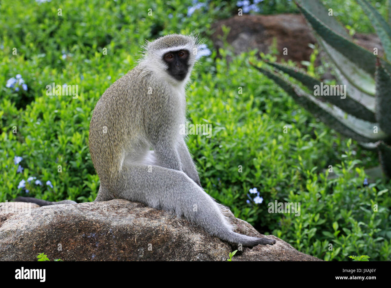 Vervet monkey, Sun City area, South Africa Stock Photo - Alamy