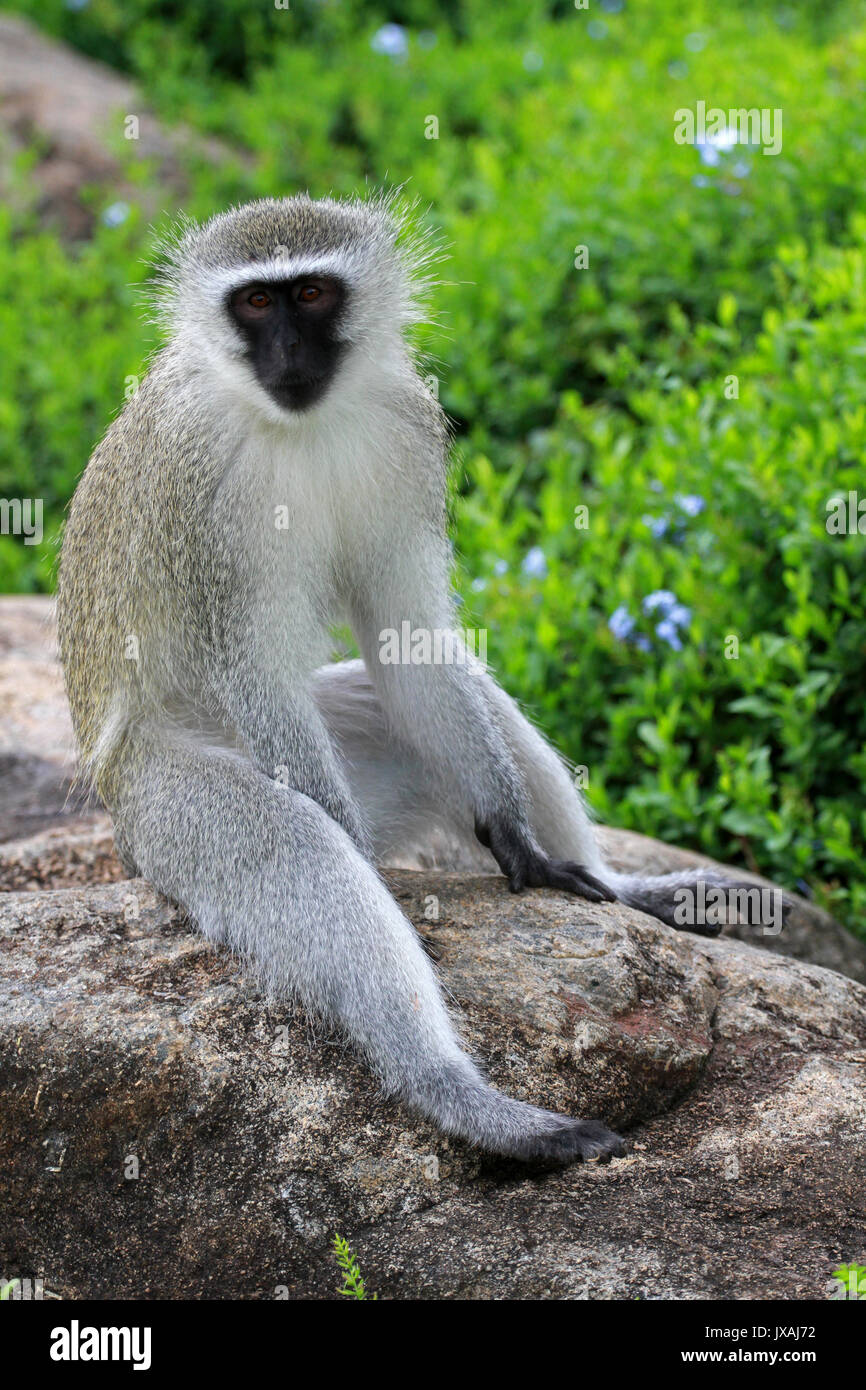 Vervet monkey, Sun City area, South Africa Stock Photo - Alamy