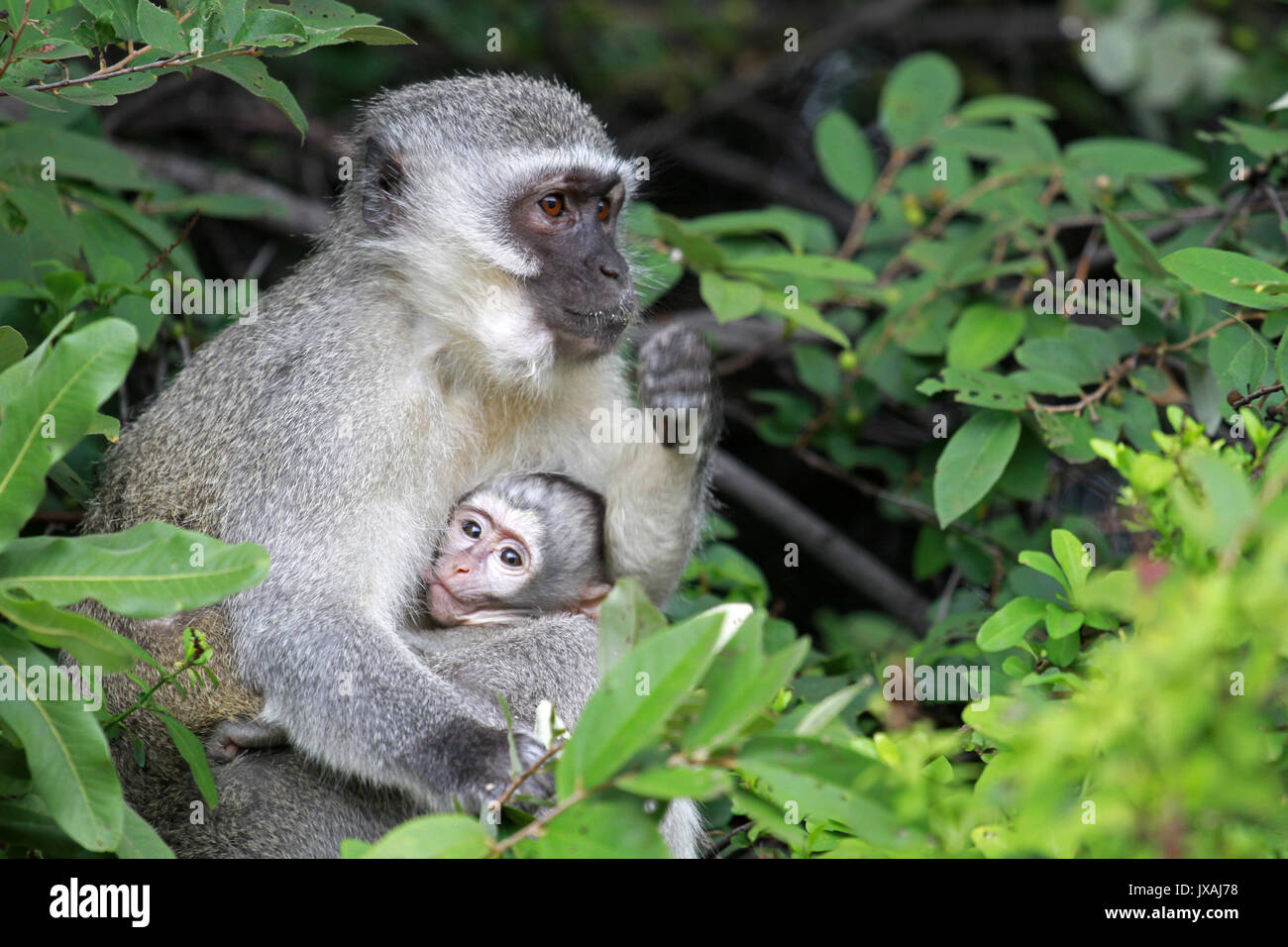 South africa monkey hi-res stock photography and images - Alamy