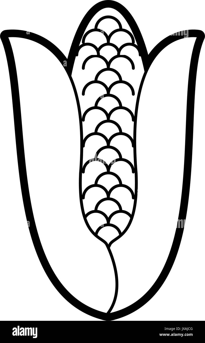 corn vector illustration Stock Vector Image & Art - Alamy