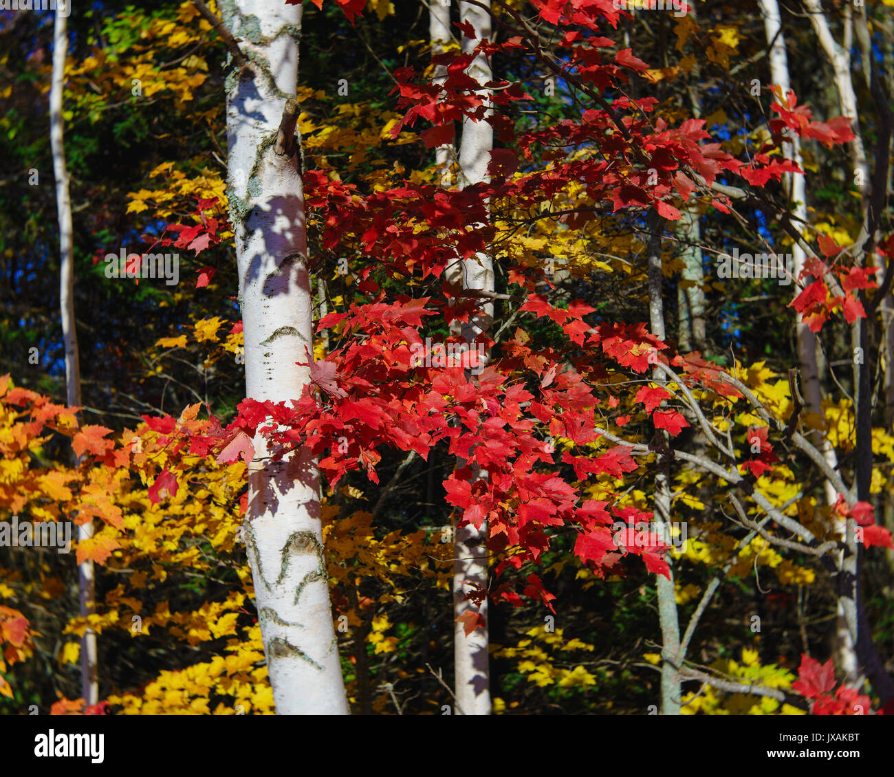Birch maple fall forest in hi-res stock photography and images - Alamy