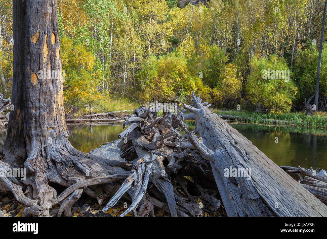 Dead redwood trees and the fall foliage along the river bend at June ...