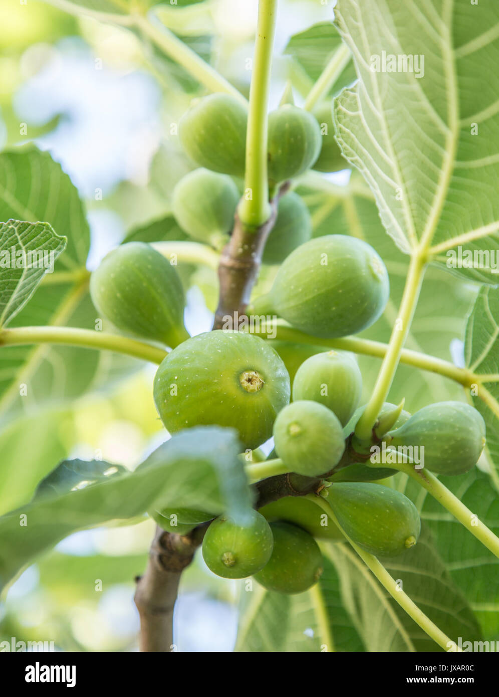 Ripe fig fruits on the tree Stock Photo - Alamy