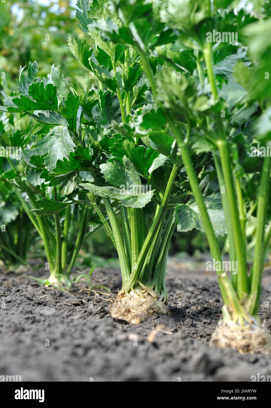 close-up of celery plantation (root vegetable) in the vegetable garden ...