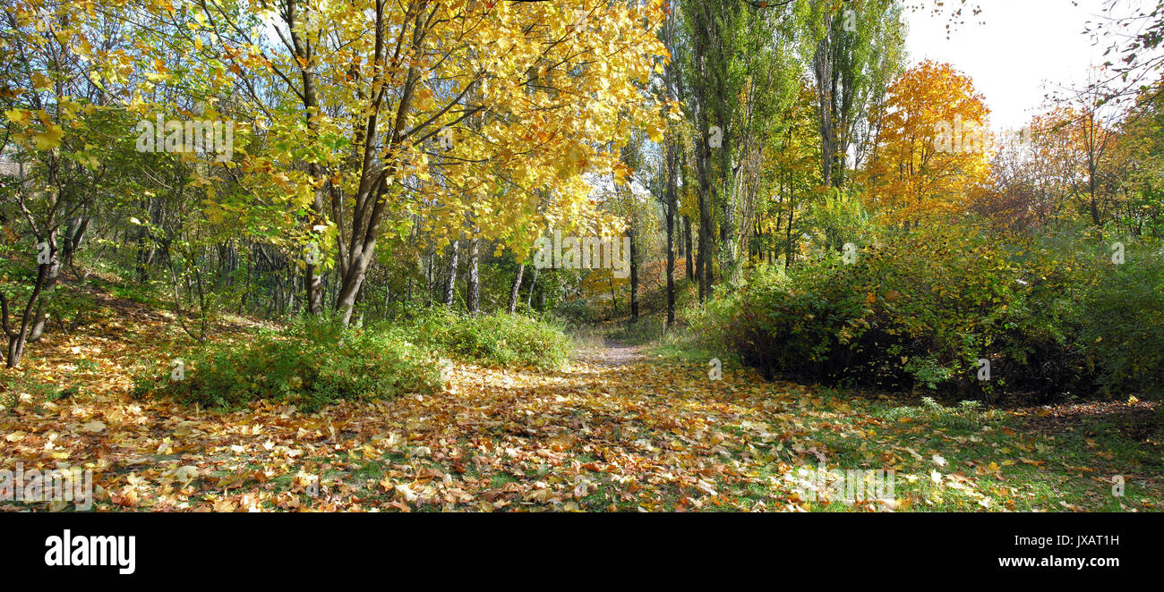 panoramic image of the autumn park in October Stock Photo - Alamy