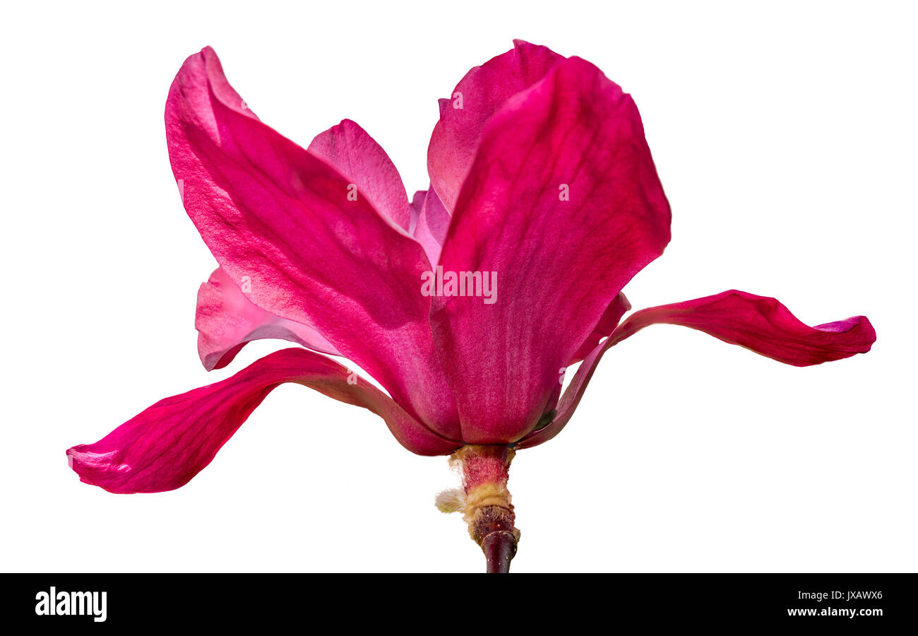 Red Magnolia Flower Pictures