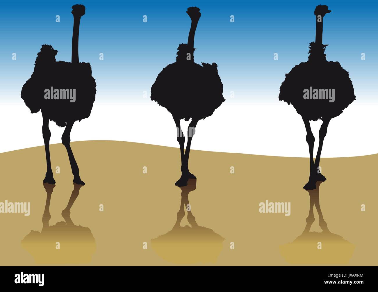 Emu front view Stock Vector Images - Alamy