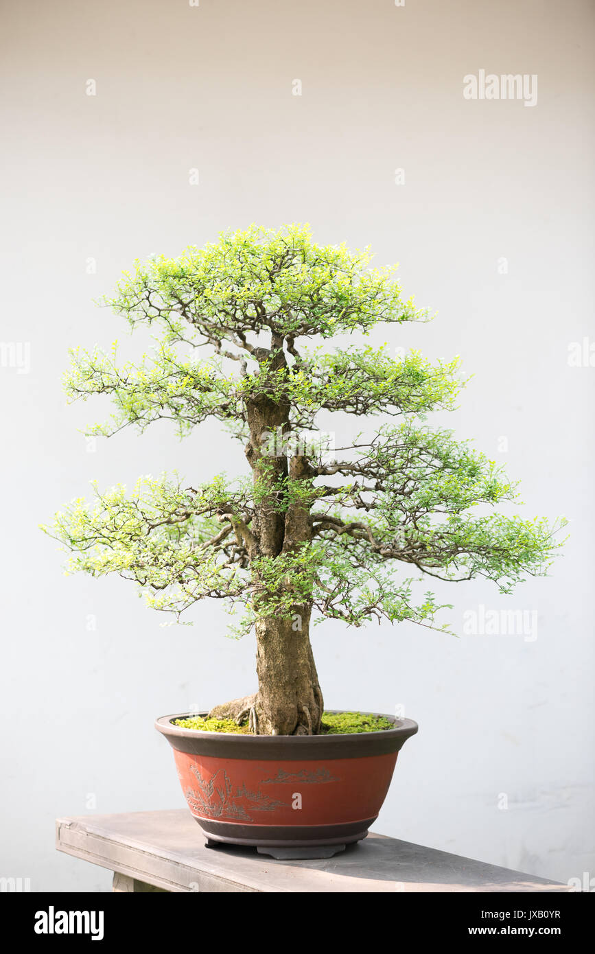 Asian small tree hi-res stock photography and images - Alamy
