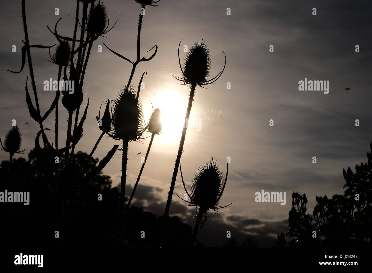 Hampton palace silhouette hi-res stock photography and images - Alamy