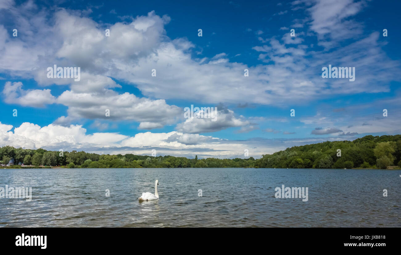 White swan swimming in the Ruislip Lido lake, London Stock Photo - Alamy