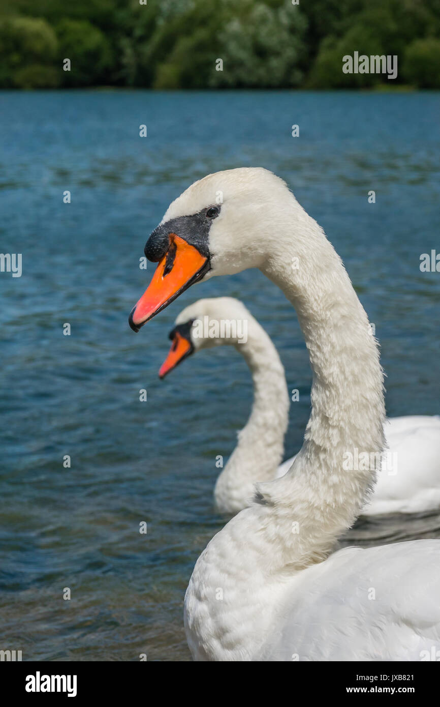 Swan mating mate love in hi-res stock photography and images - Alamy
