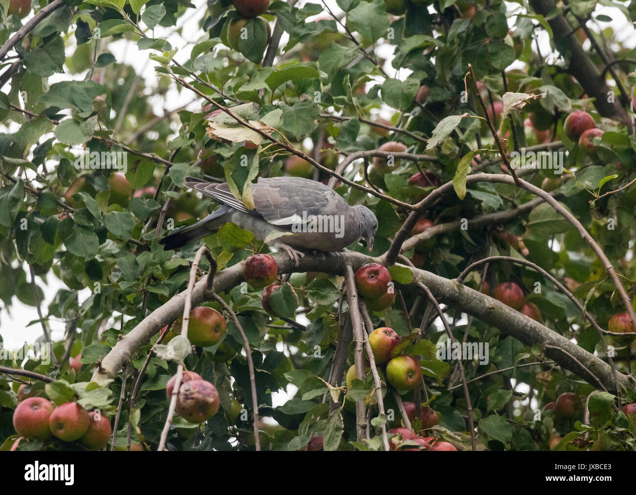 Pigeons apple hi-res stock photography and images - Alamy