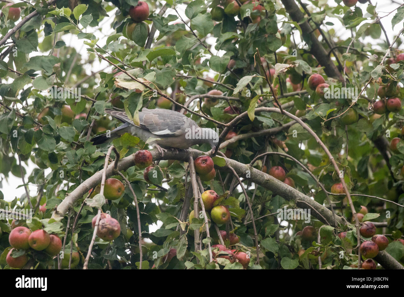 Juvenile wood pigeons hi-res stock photography and images - Alamy