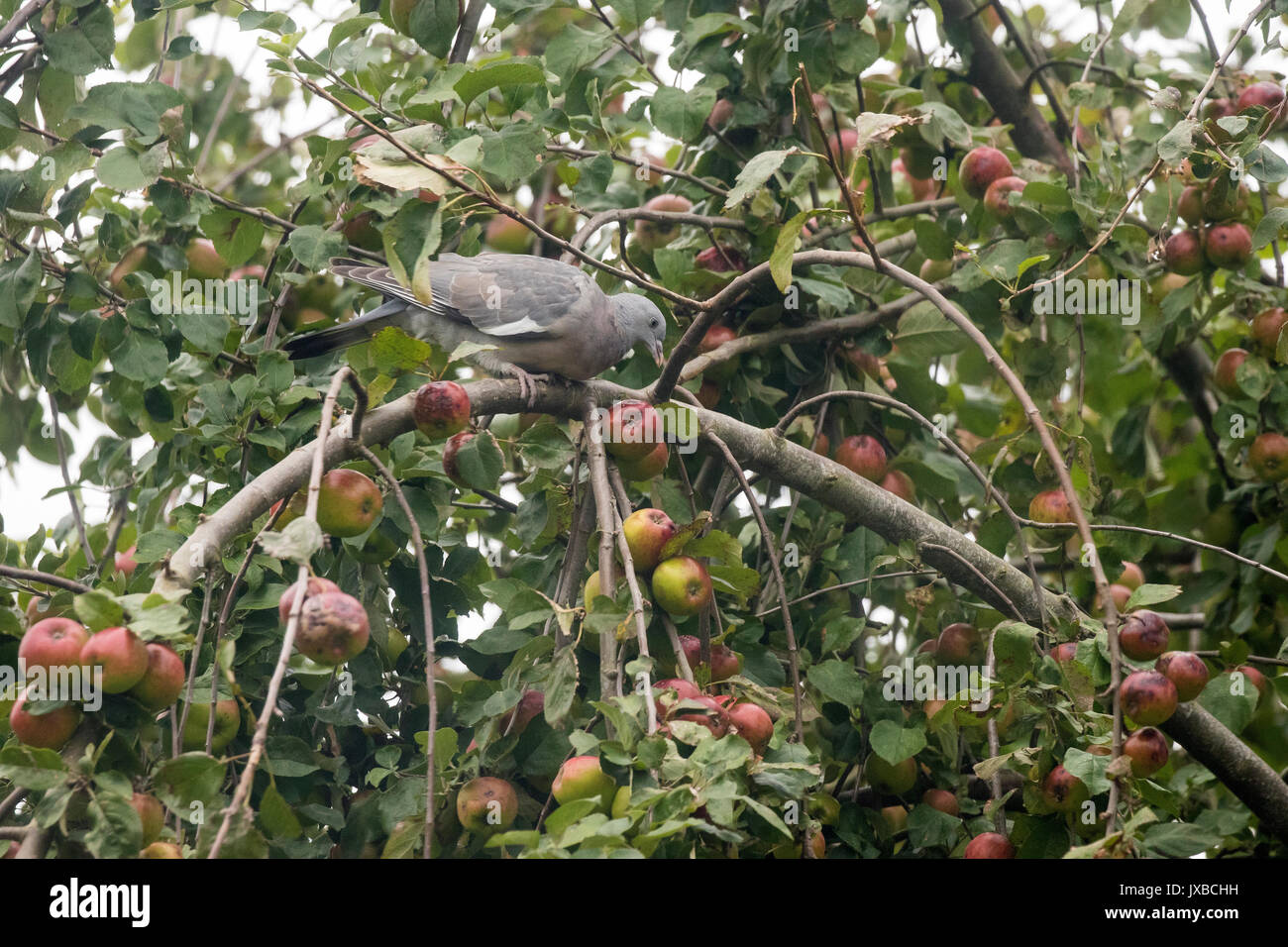 Juvenile wood pigeons hi-res stock photography and images - Alamy