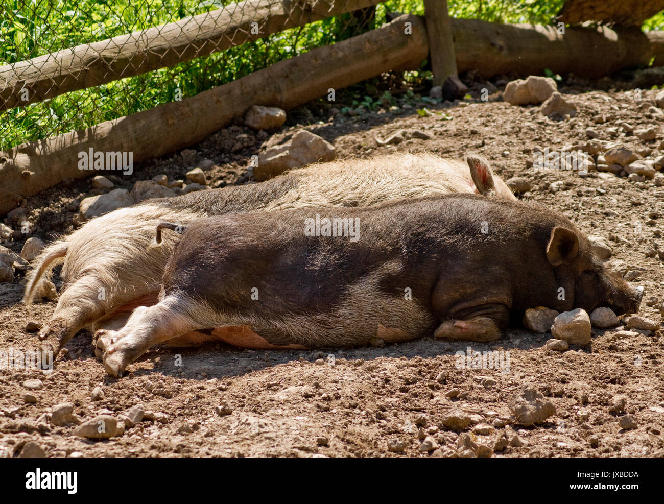 Pigs sunbathing outdoors Stock Photo - Alamy
