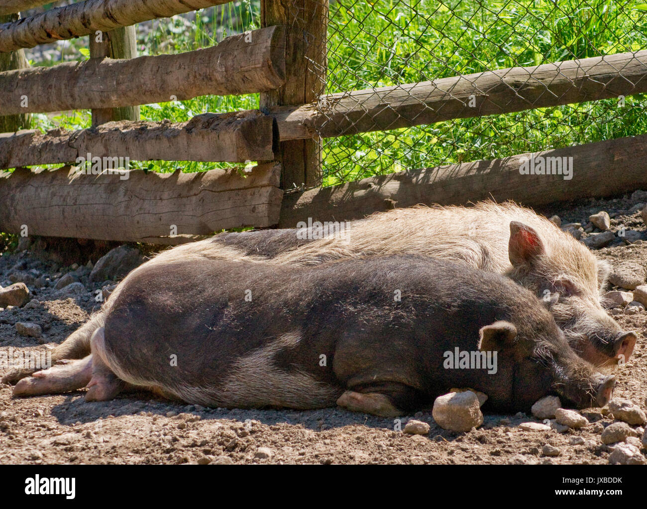 Pigs sunbathing outdoors Stock Photo - Alamy