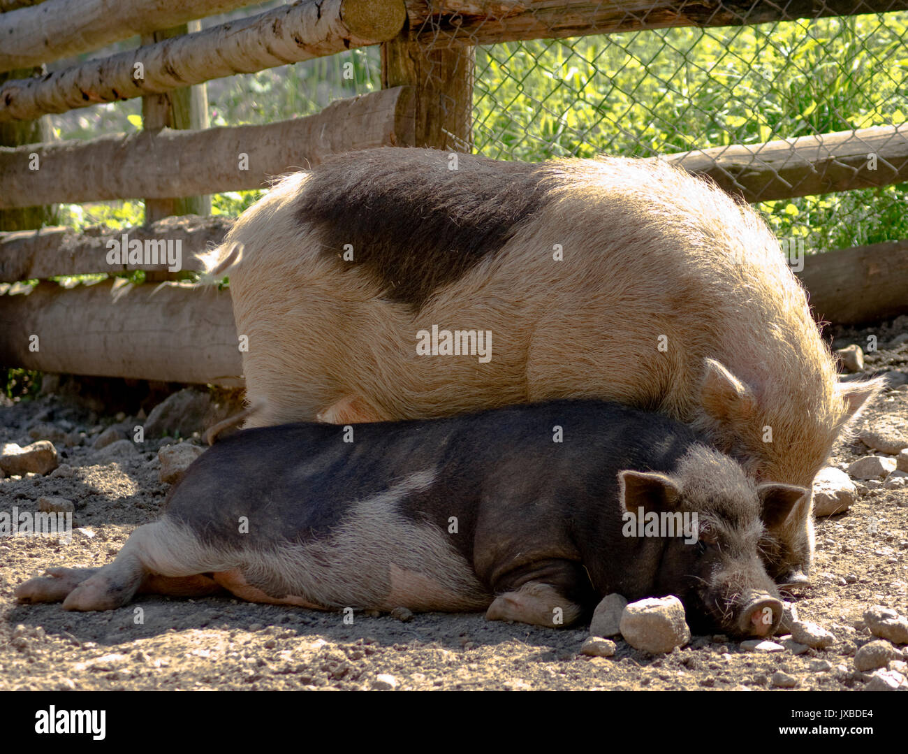 Smelly pigs hi-res stock photography and images - Alamy