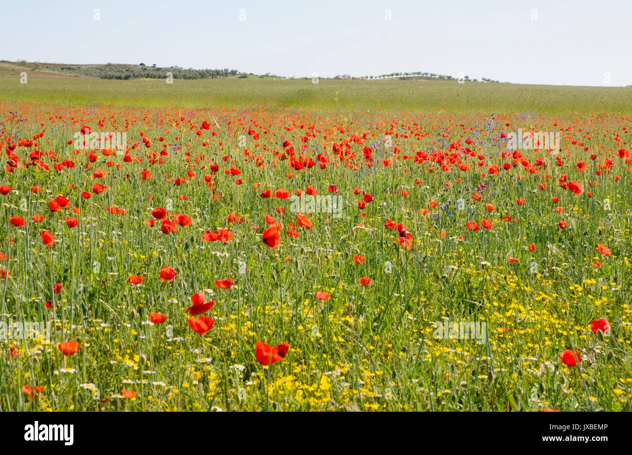 Primavera toledo hi-res stock photography and images - Alamy