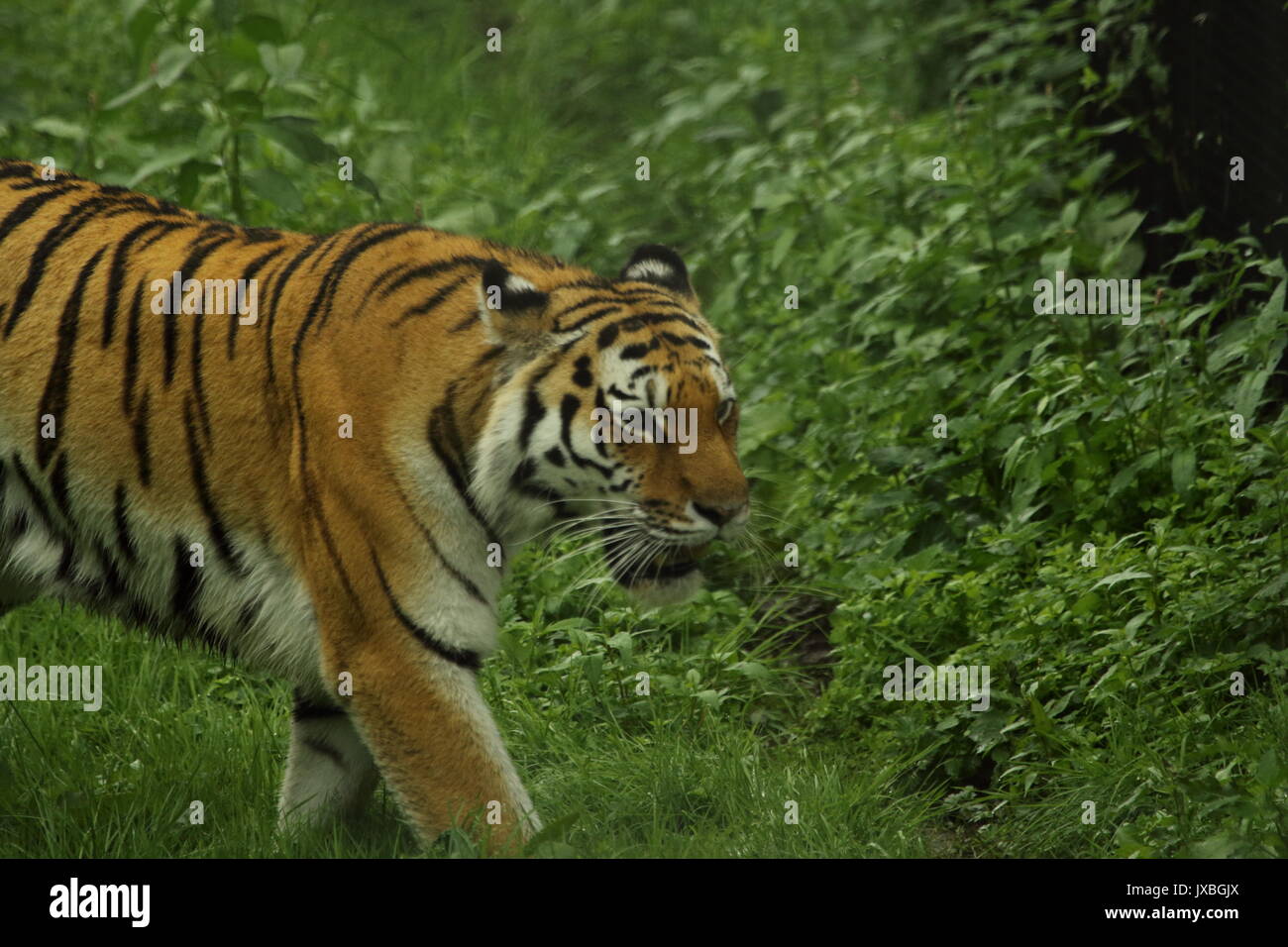 Yorkshire wildlife park tiger hi-res stock photography and images - Alamy