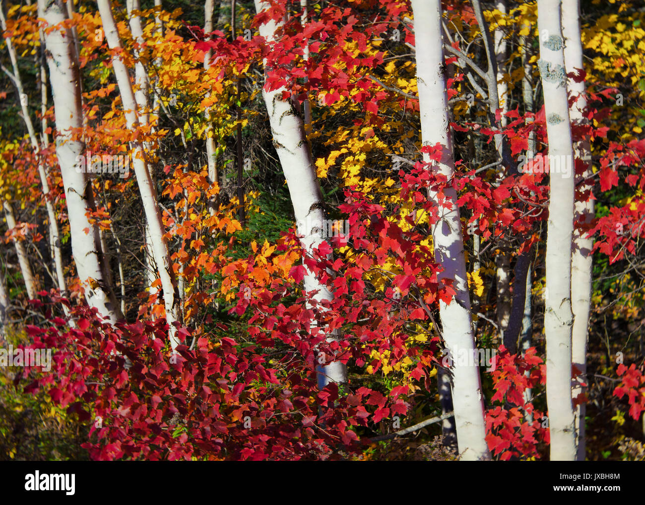 Birch maple fall forest in hi-res stock photography and images - Alamy