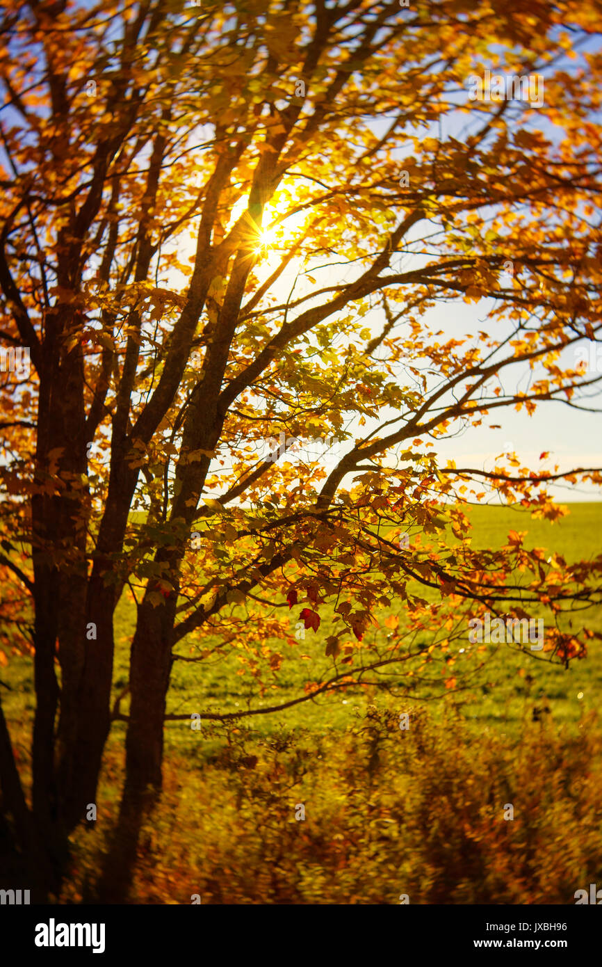 Field through tree leaves hi-res stock photography and images - Alamy