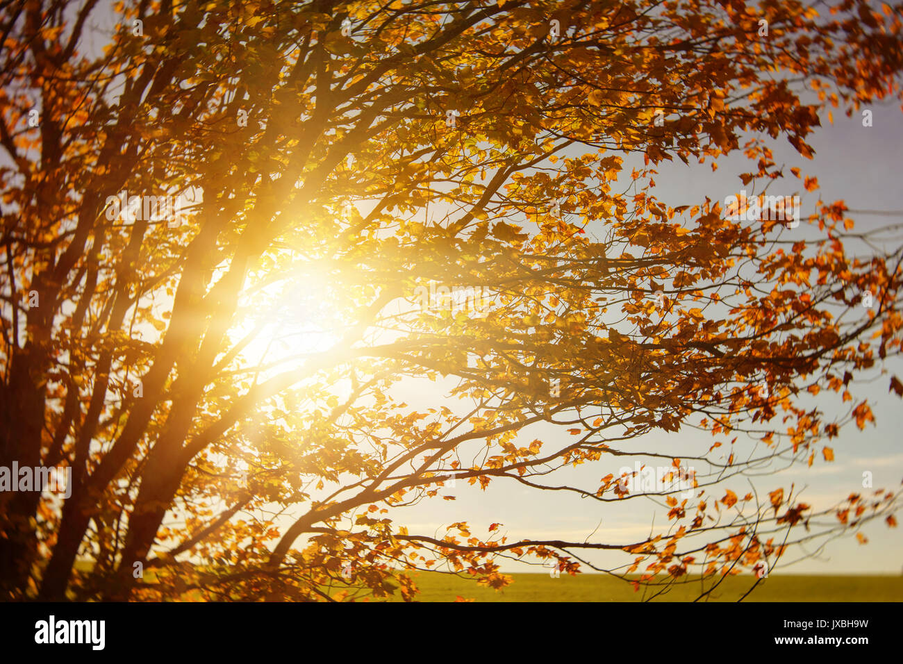Sun through birch tree leaf hi-res stock photography and images - Alamy