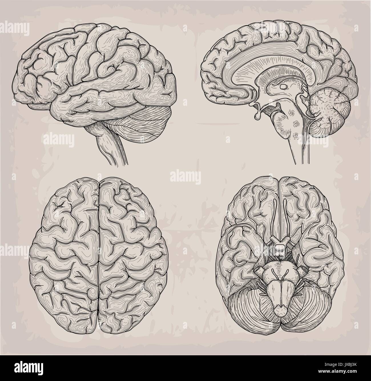Human brain side diagram Stock Vector Images - Alamy