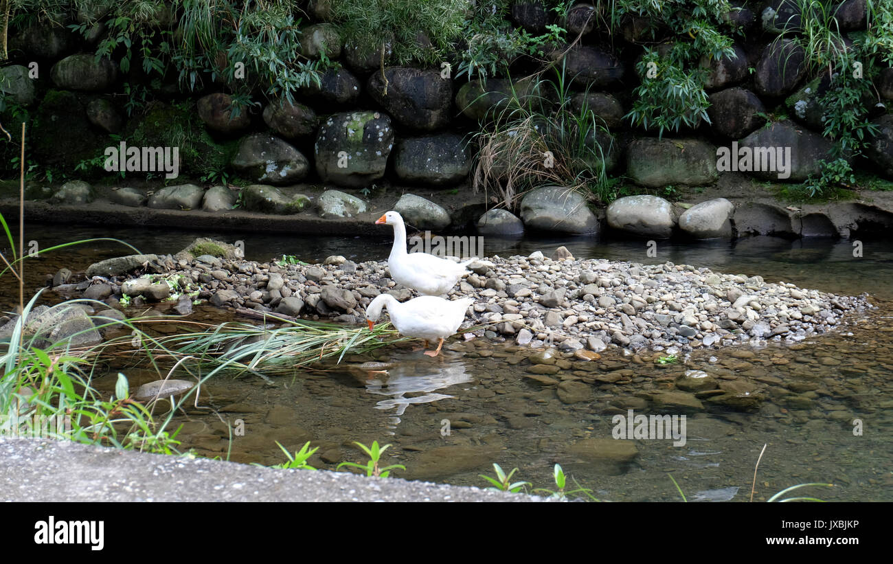 Two white ducks hi-res stock photography and images - Alamy
