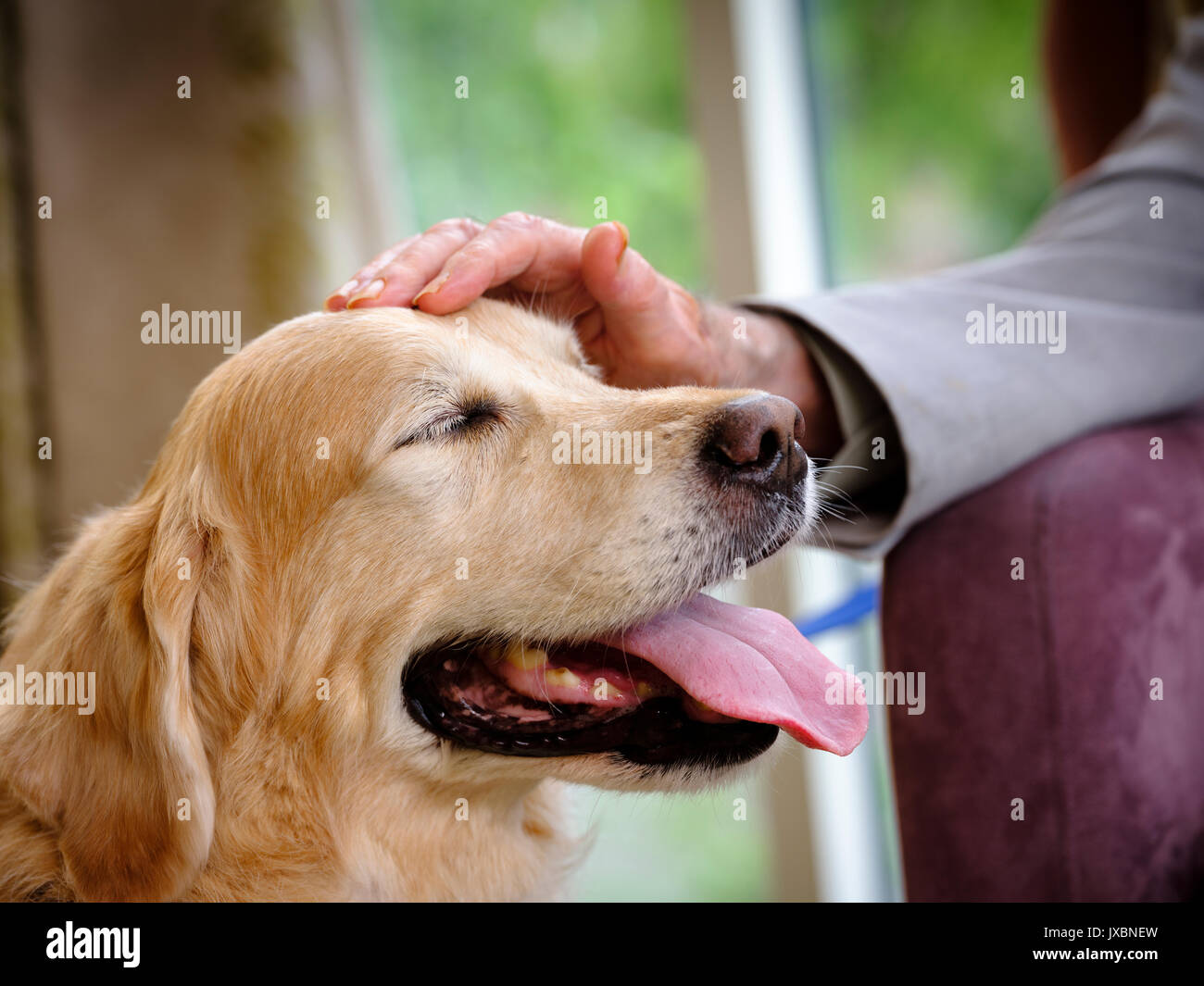 A pets as therapy dog visiting pensioners at a care home in East Sussex ...