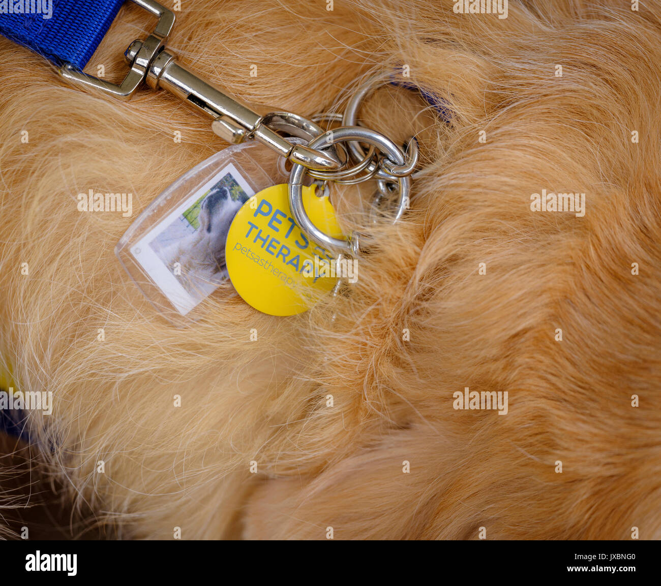 Therapy Dog Stock Photos & Therapy Dog Stock Images - Alamy