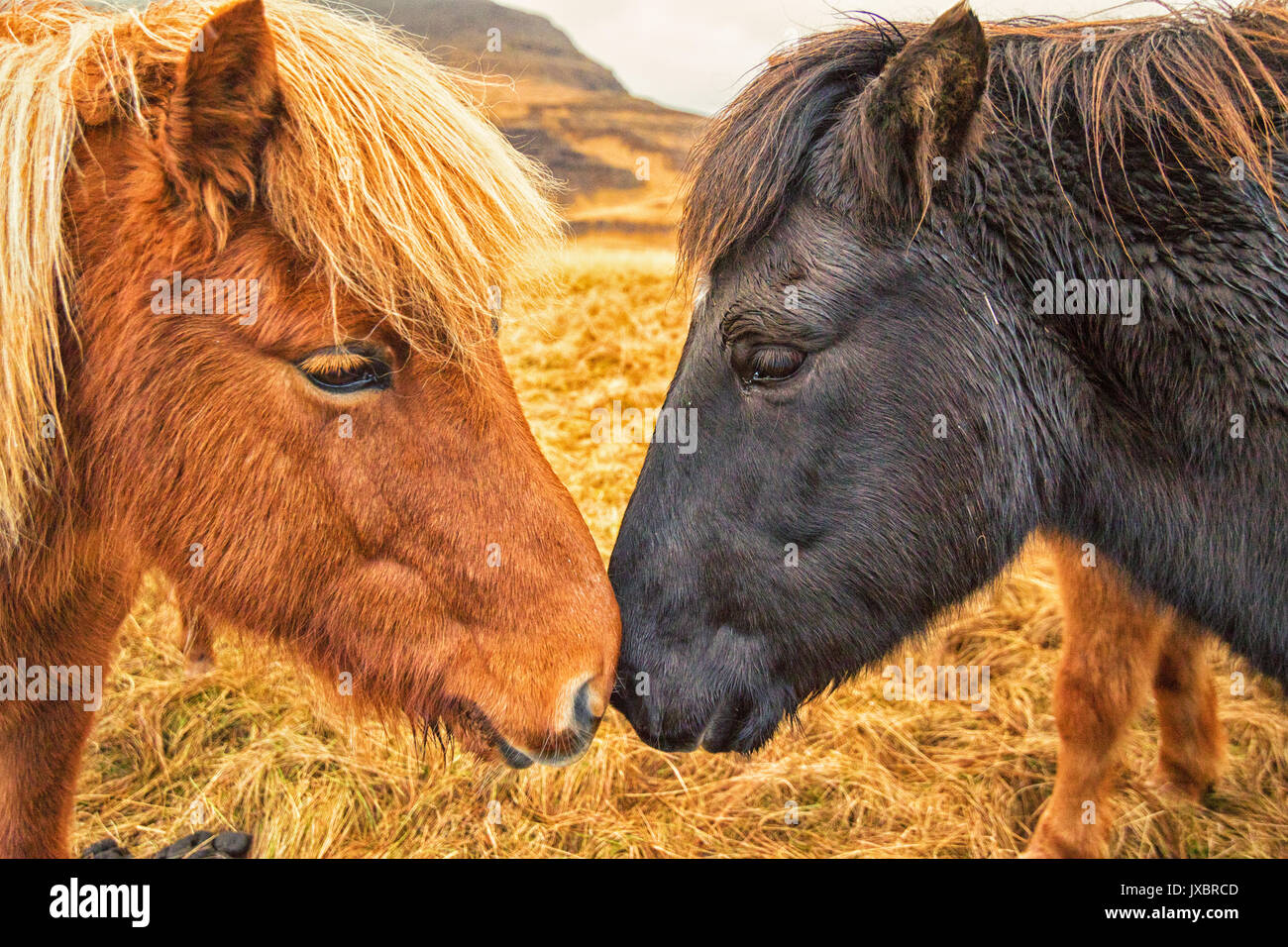 Horse nuzzle hi-res stock photography and images - Alamy