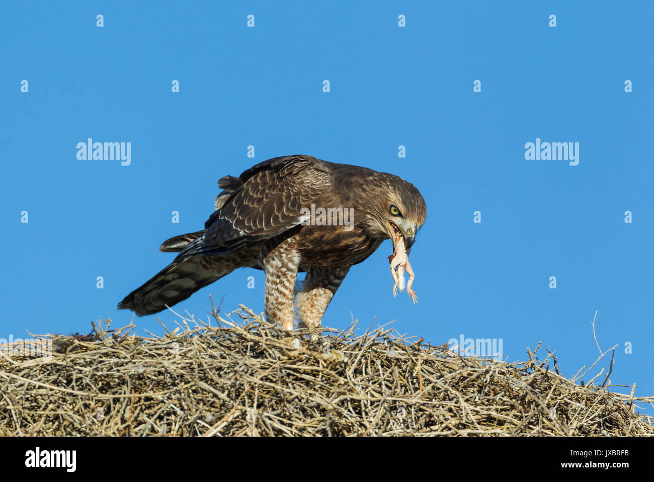 Chanting goshawk feeding hi-res stock photography and images - Alamy