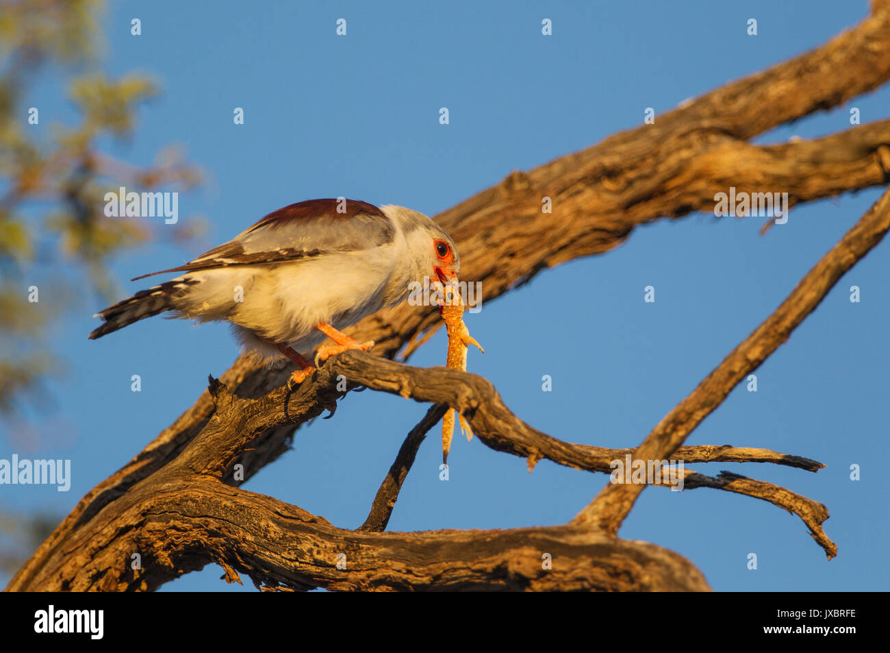African Pygmy Falcon (Polihierax semitorquatus), female with prey ...