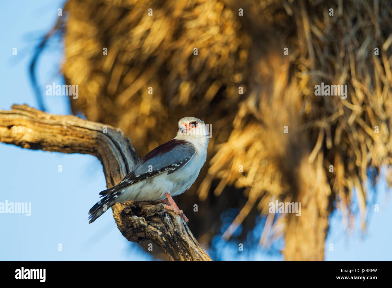 African Pygmy Falcon (Polihierax semitorquatus), female, sitting in ...