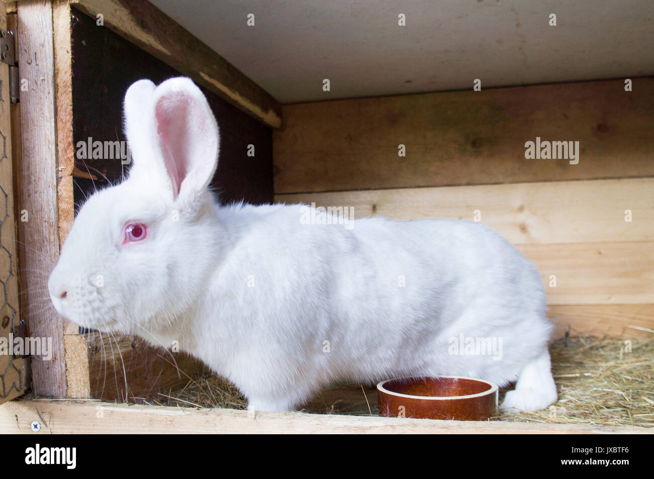 New Zealand White, albino domestic rabbit, straw bedding in hutch Stock ...
