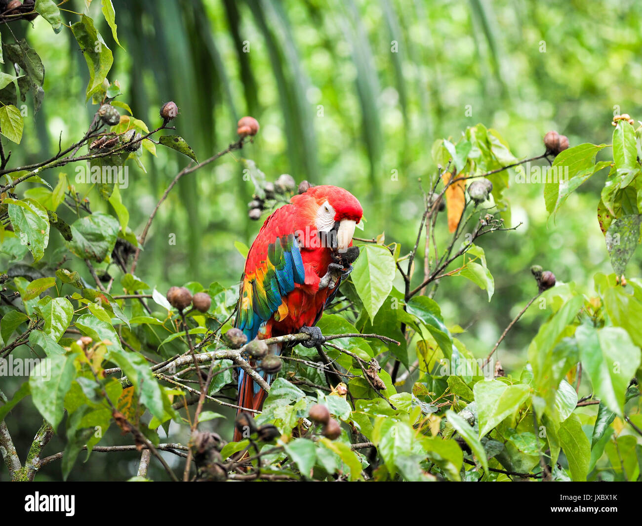 Ara eating in the jungle at Equateur the 08/03/2017 Stock Photo - Alamy