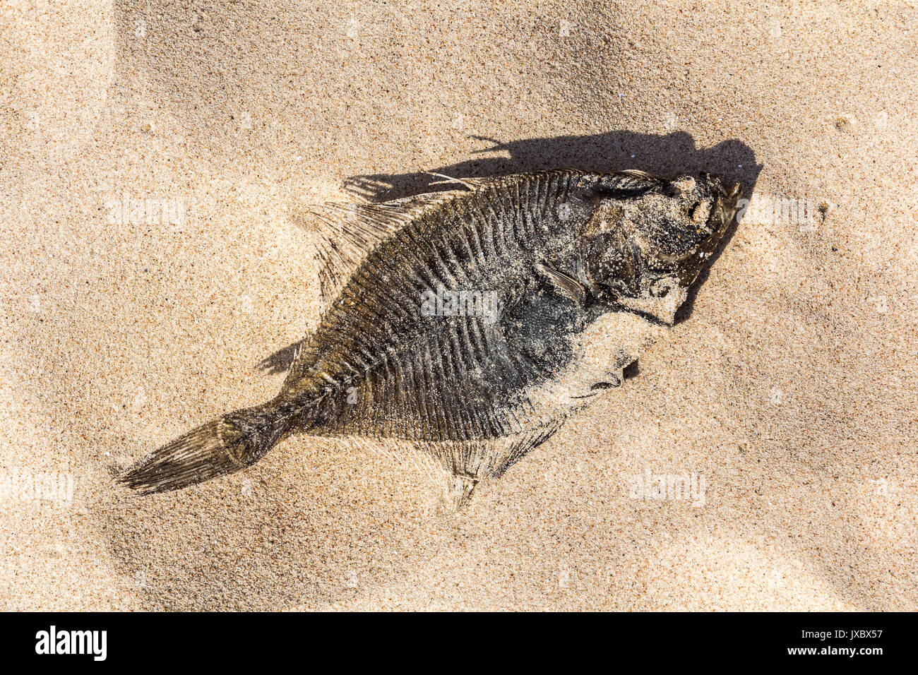 The dried flounder is lying in the sand on the Baltic Sea coast, nature ...