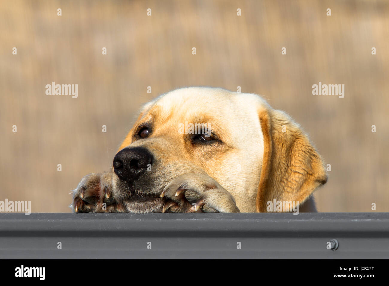 Golden labrador hi-res stock photography and images - Alamy