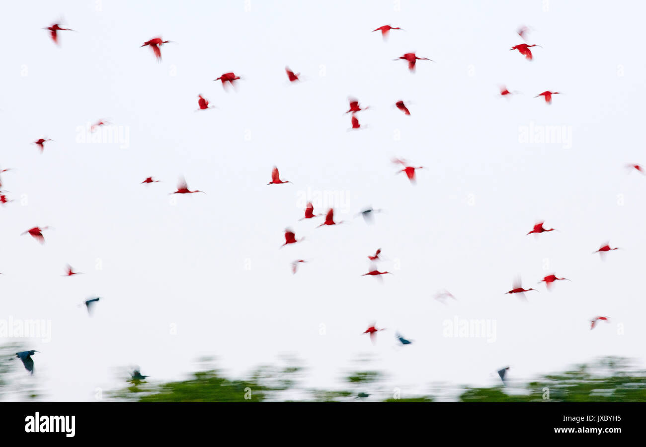 Red ibis flying Stock Photo - Alamy