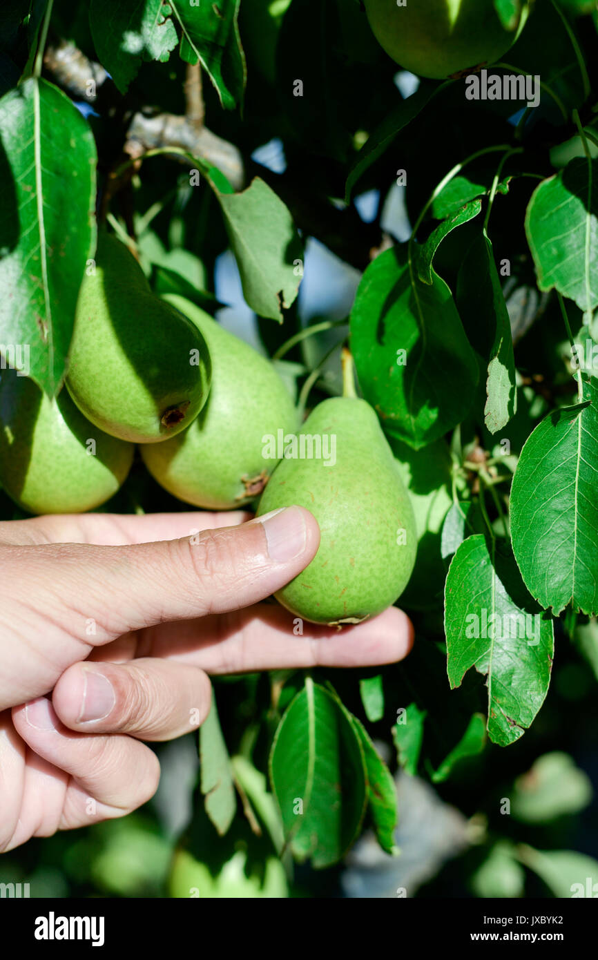 Pear farm picking hi-res stock photography and images - Alamy