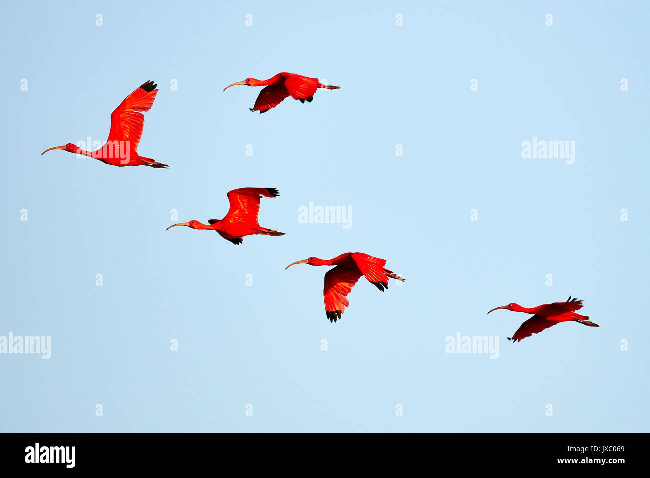 Red ibis flying Stock Photo - Alamy