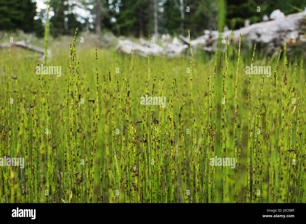 Green grass in autumn on a background of mountains and rocks Stock ...