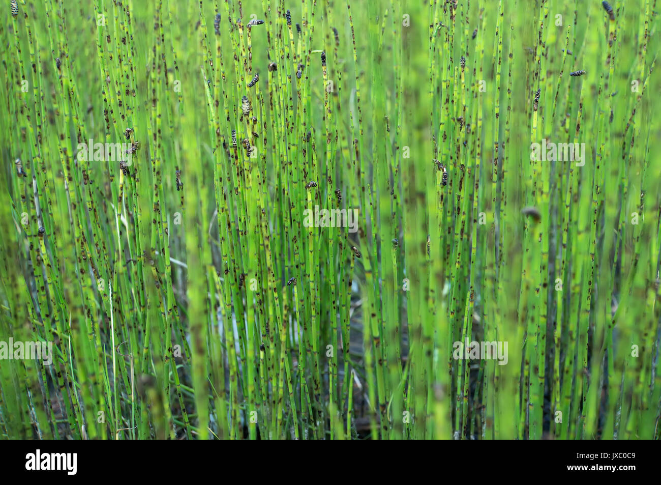 Fresh green grass background. slim long round stems of green grass ...