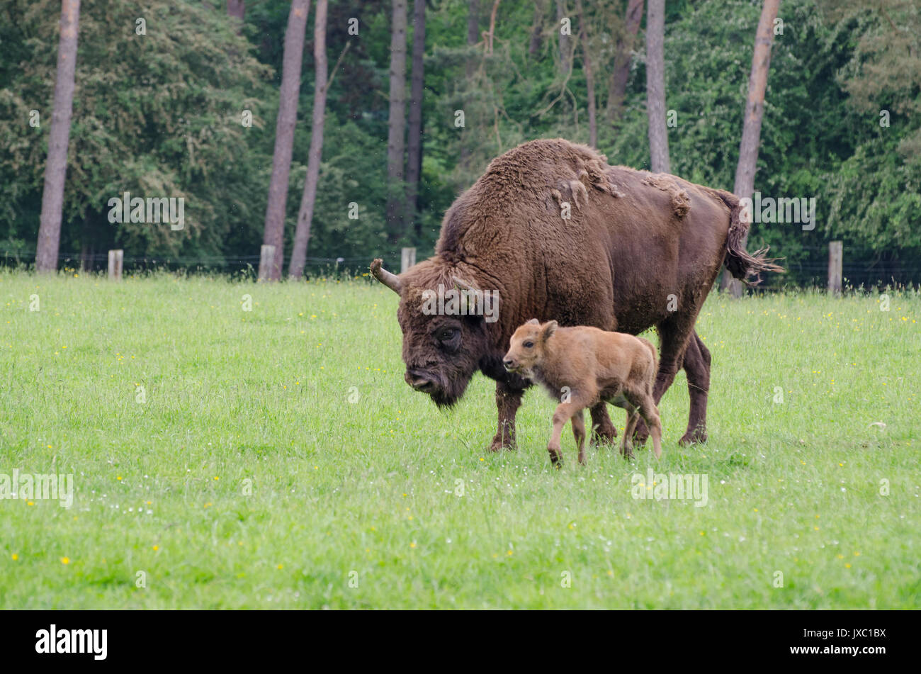 Prehistoric bison hi-res stock photography and images - Alamy